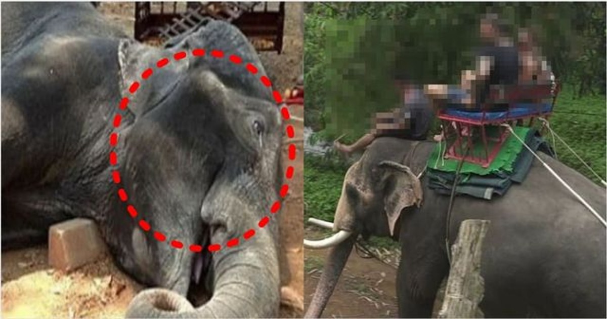 “인간이 제일 잔인” 25년간 6명씩 사람 태운 코끼리 척추 내려앉자 버려졌다