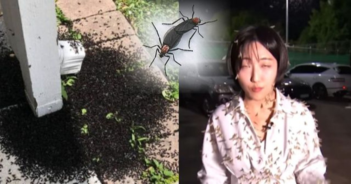 “암수 붙어 비행” 여름 혐오 벌레 ‘러브버그’가 제일 무서워하는 것(퇴치법)