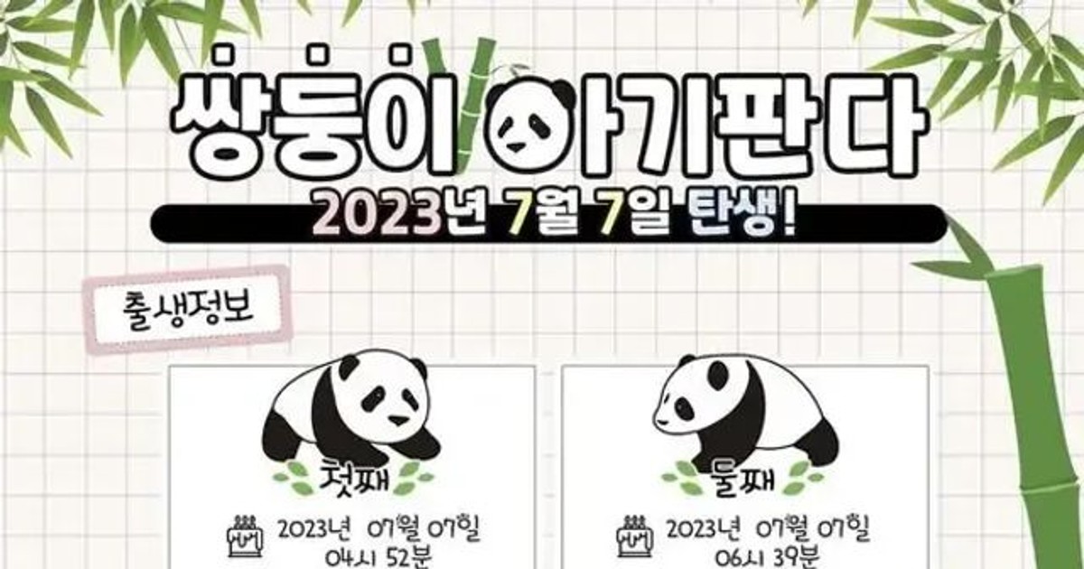푸바오 동생 국내 최초 쌍둥이 판다 탄생 
