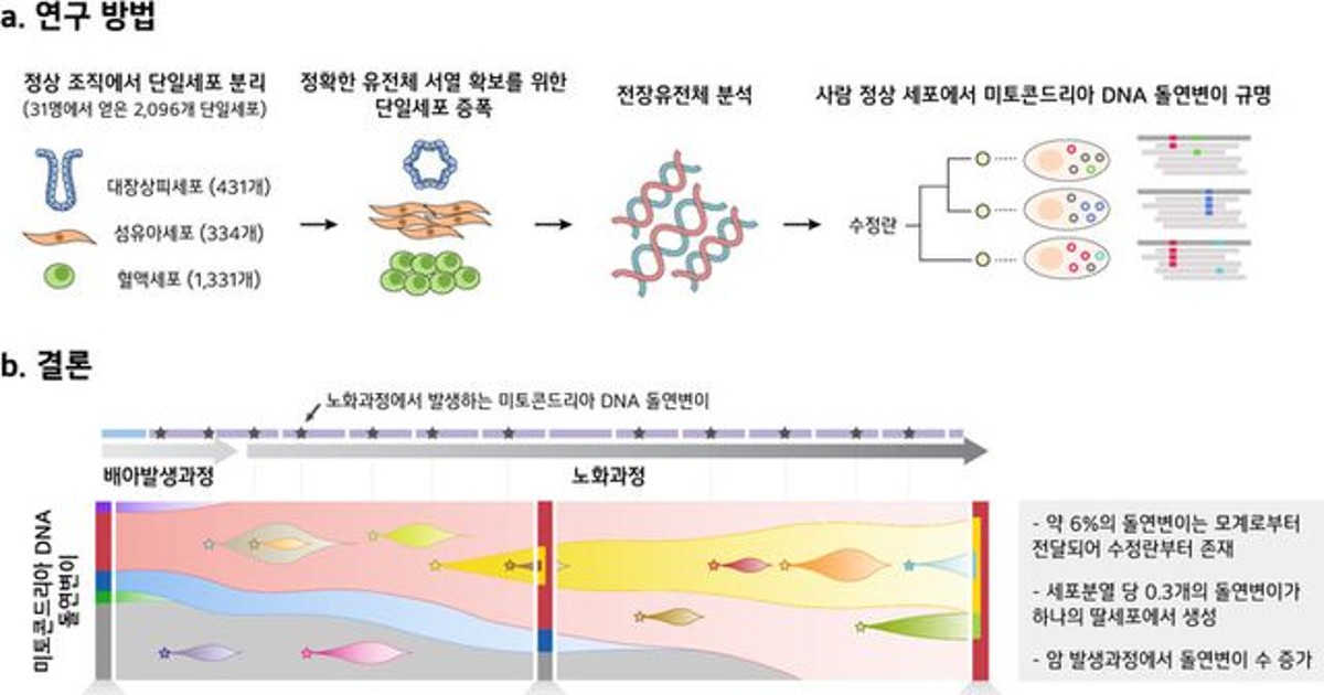 KAIST, 미토콘드리아 DNA 돌연변이 밝혀냈다